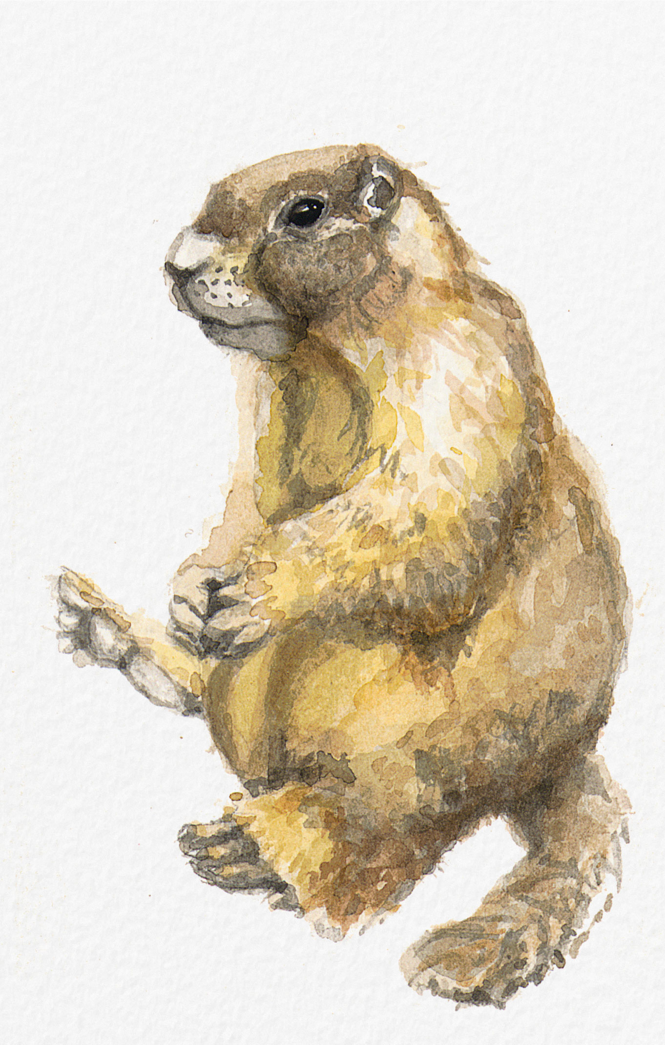 Shaun Kardinal Art Museum — Michael Alm “Olympic Marmot” 2019